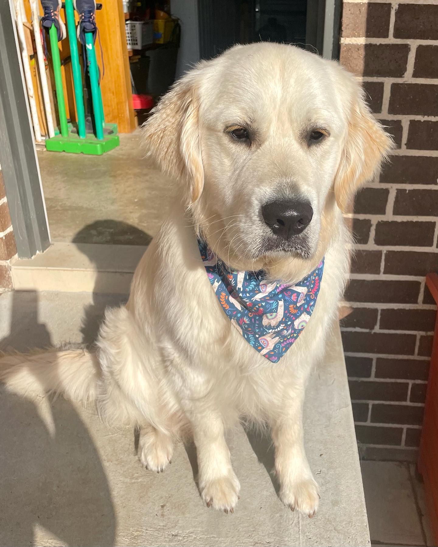 No Probllama Bandana – Boo & Moo Dogwear